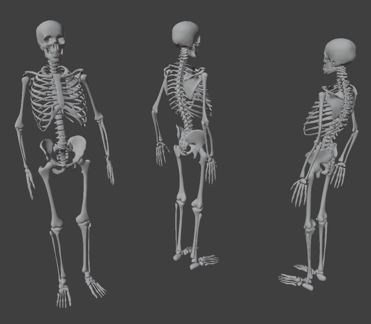Human Xray Animated 3D Model - TurboSquid 1815348