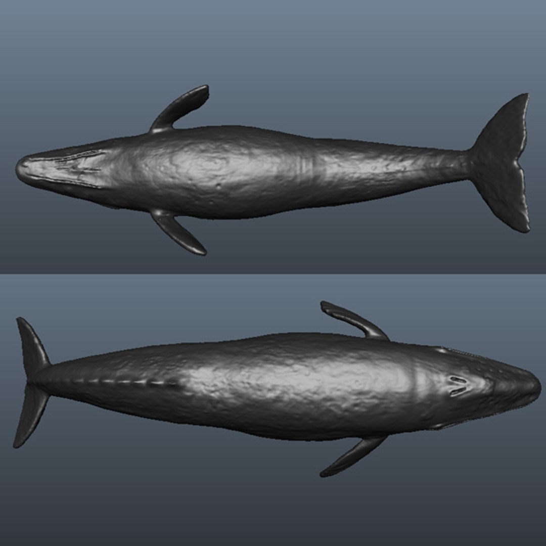 maya scan grey whale maquette