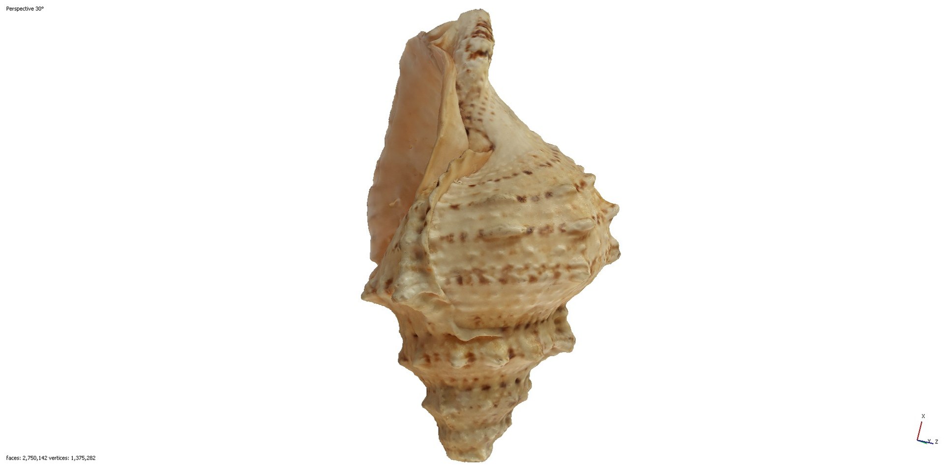 Conch Shell 3D Model - TurboSquid 1541020