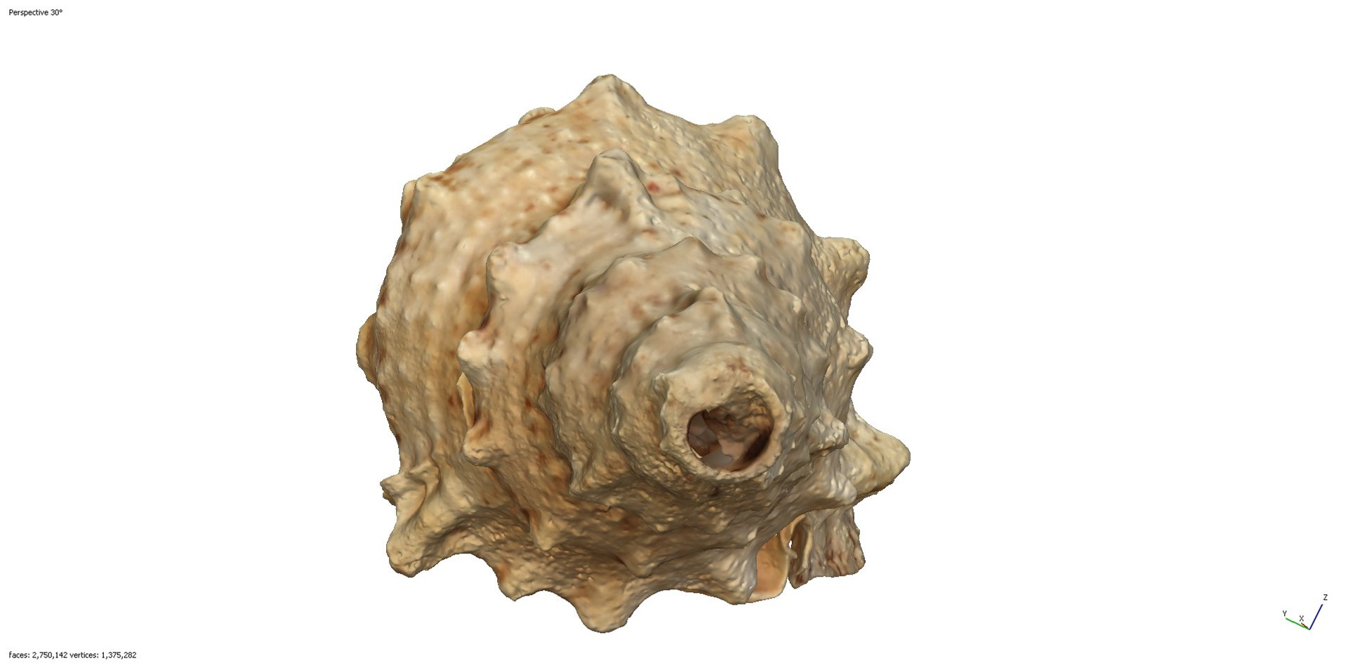 Conch Shell 3D Model - TurboSquid 1541020