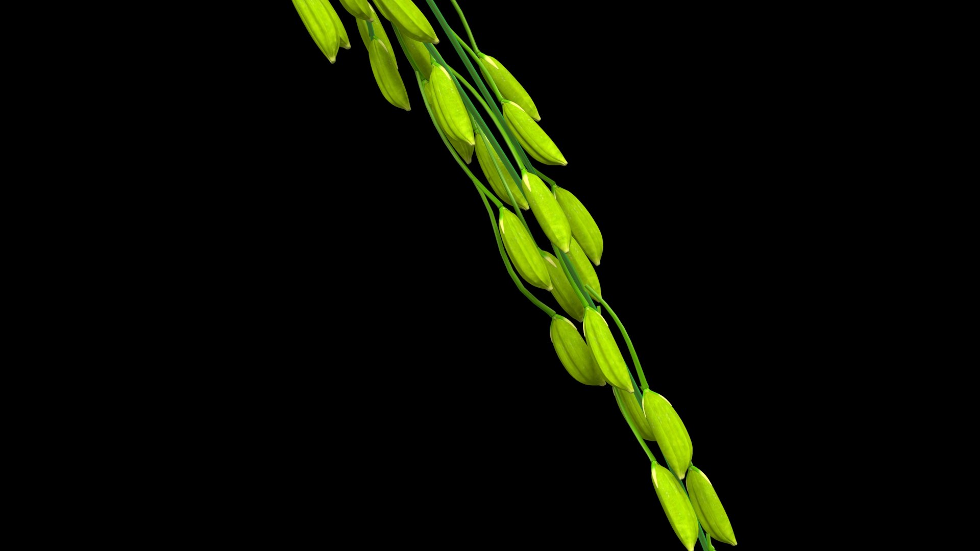 3D Oryza Rice - TurboSquid 1696294