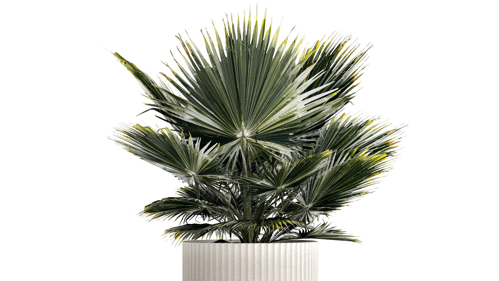 Beautiful Fan Palm For Decoration In A Flower Pot 1275 3D - TurboSquid ...