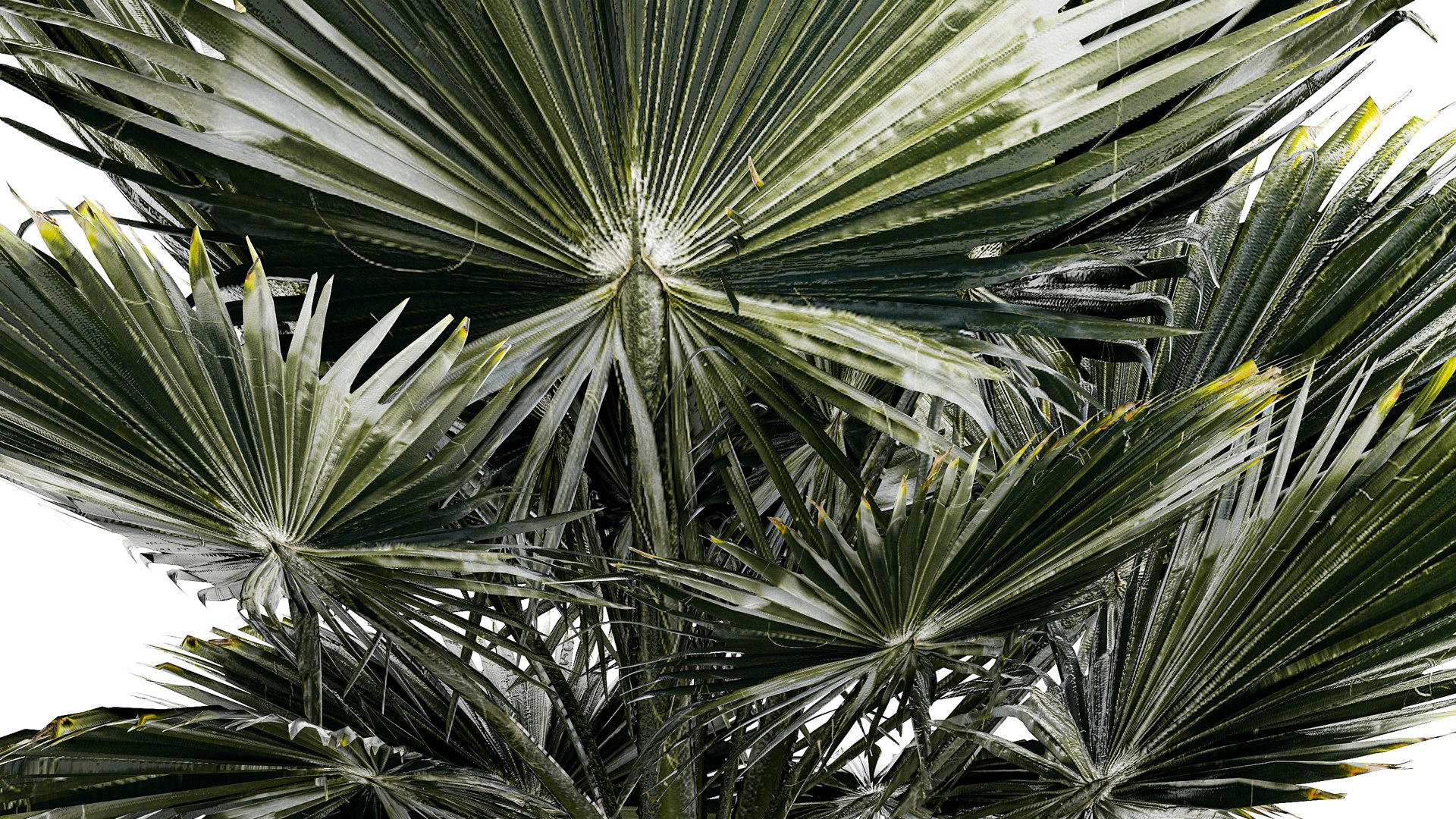 Beautiful Fan Palm For Decoration In A Flower Pot 1275 3D - TurboSquid ...
