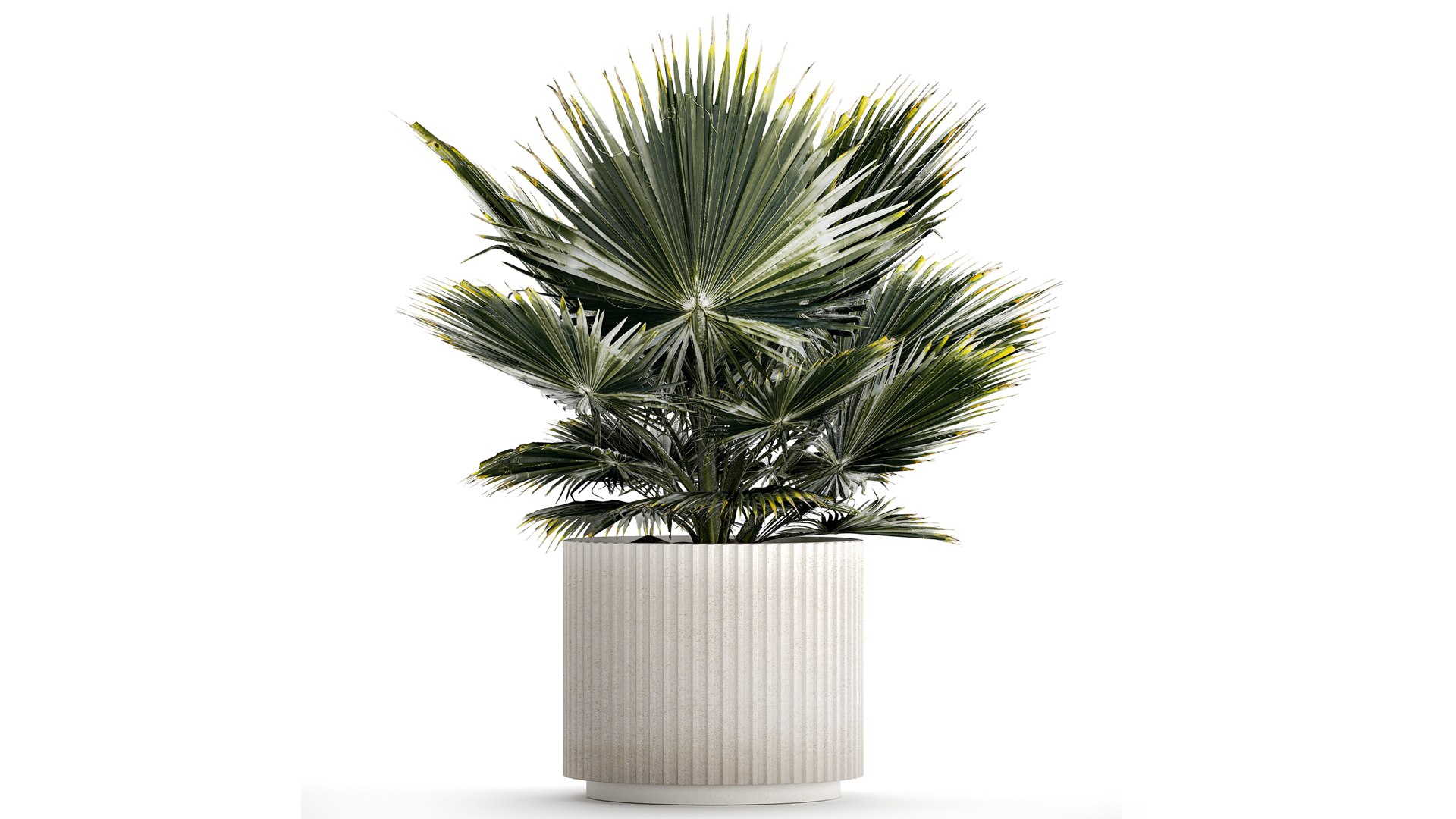 Beautiful Fan Palm For Decoration In A Flower Pot 1275 3D - TurboSquid ...