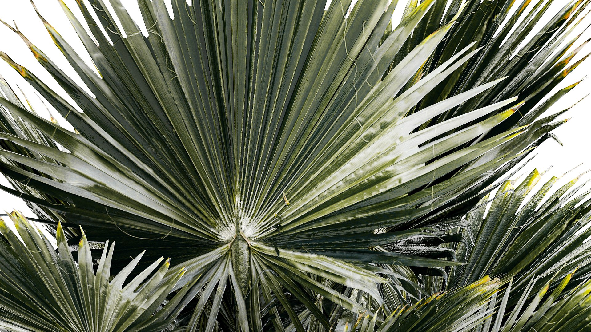 Beautiful Fan Palm For Decoration In A Flower Pot 1275 3D - TurboSquid ...