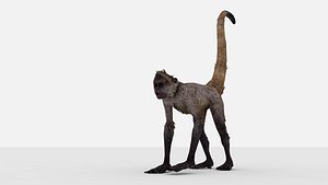 Monkey 3D model - TurboSquid 1953401