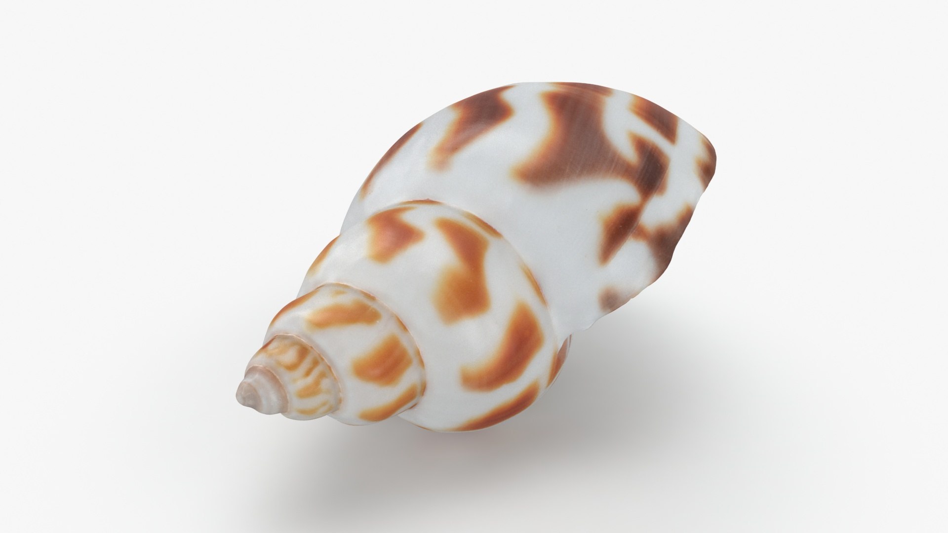 3D Babylonia Areolata Model - TurboSquid 2138284