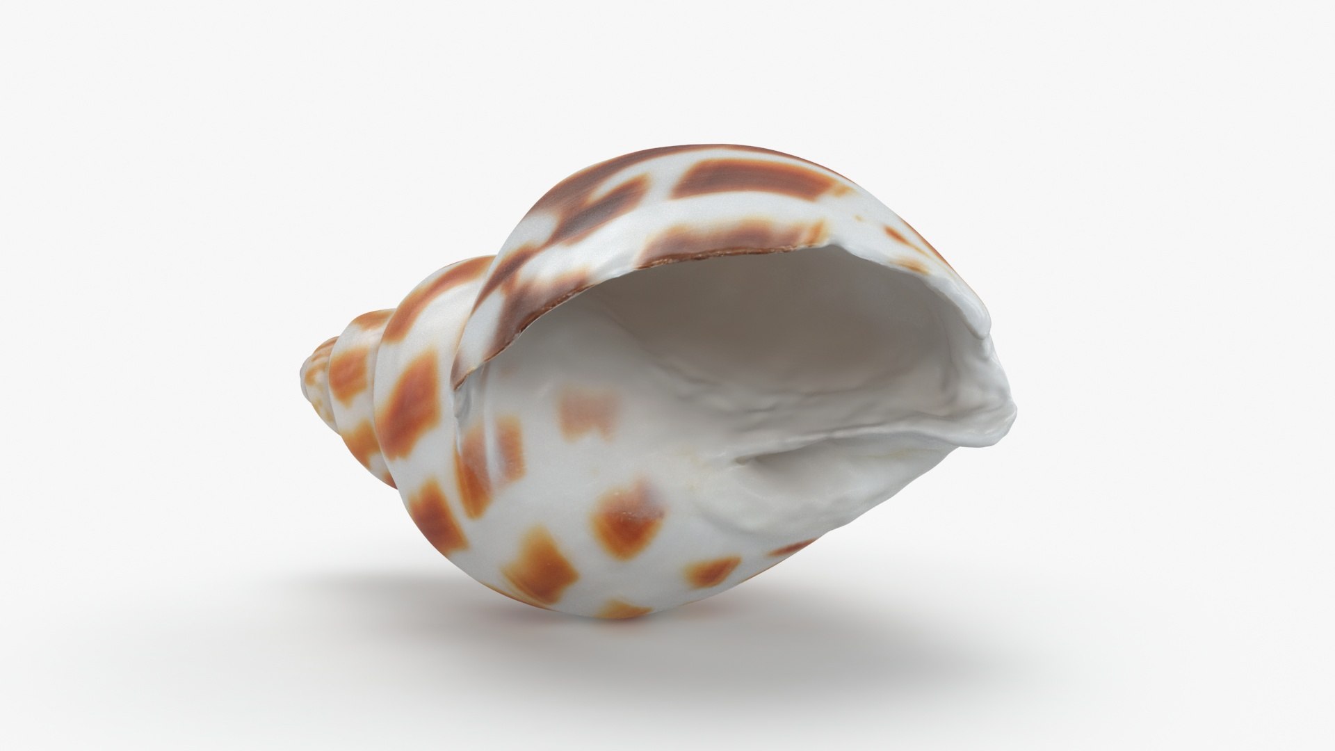 3D Babylonia Areolata Model - TurboSquid 2138284