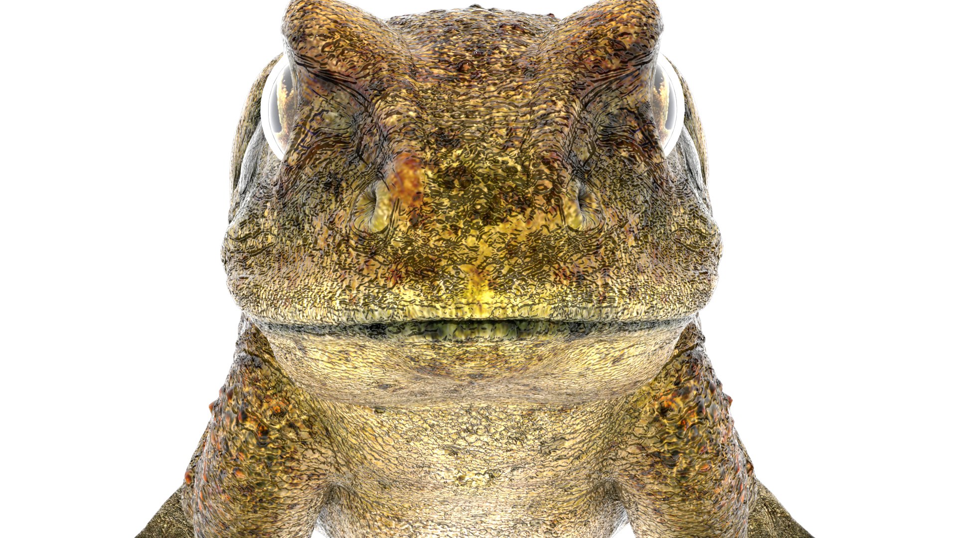 Toad 3D Model Model - TurboSquid 2066207