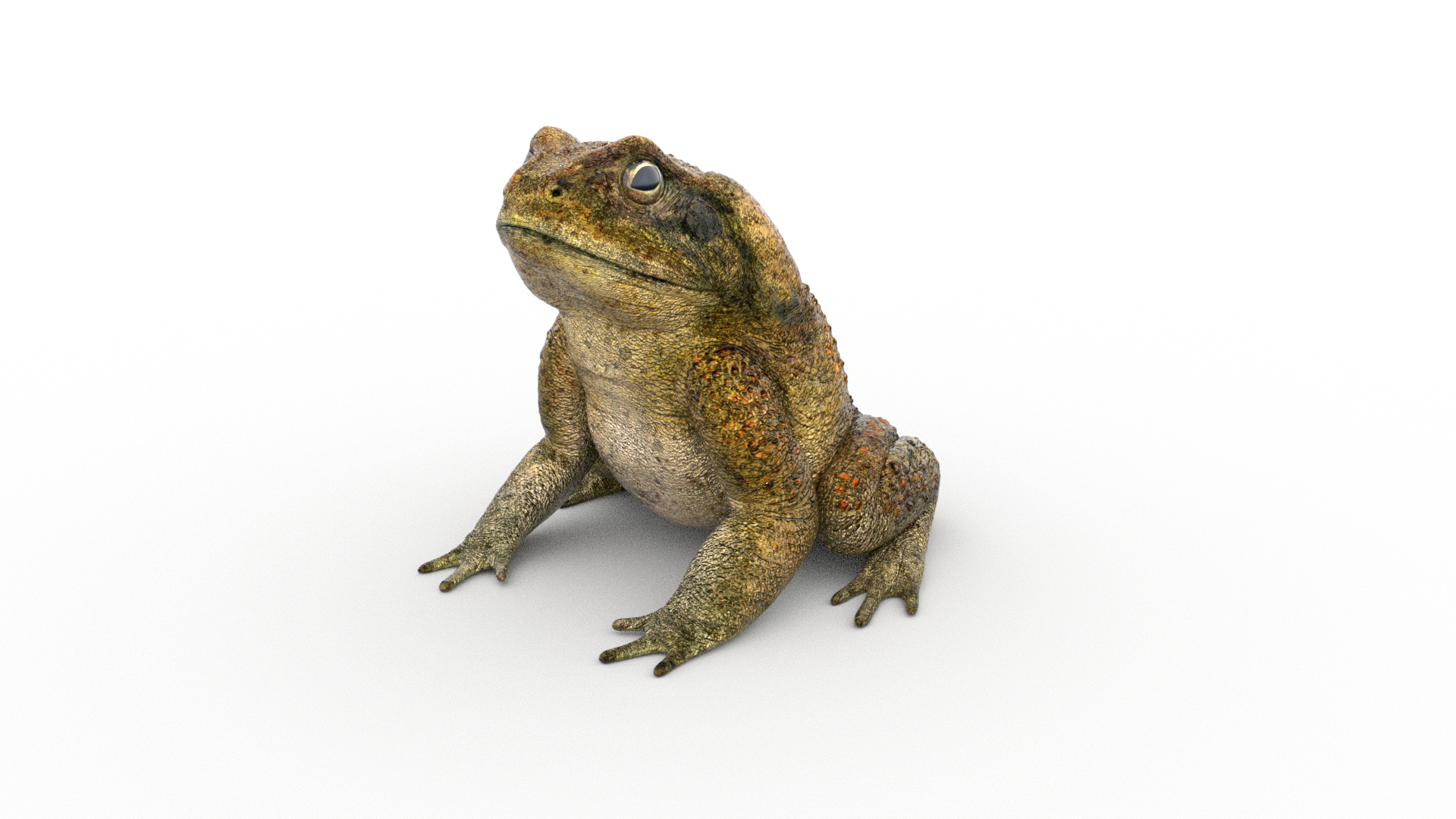 Toad 3D Model Model - TurboSquid 2066207