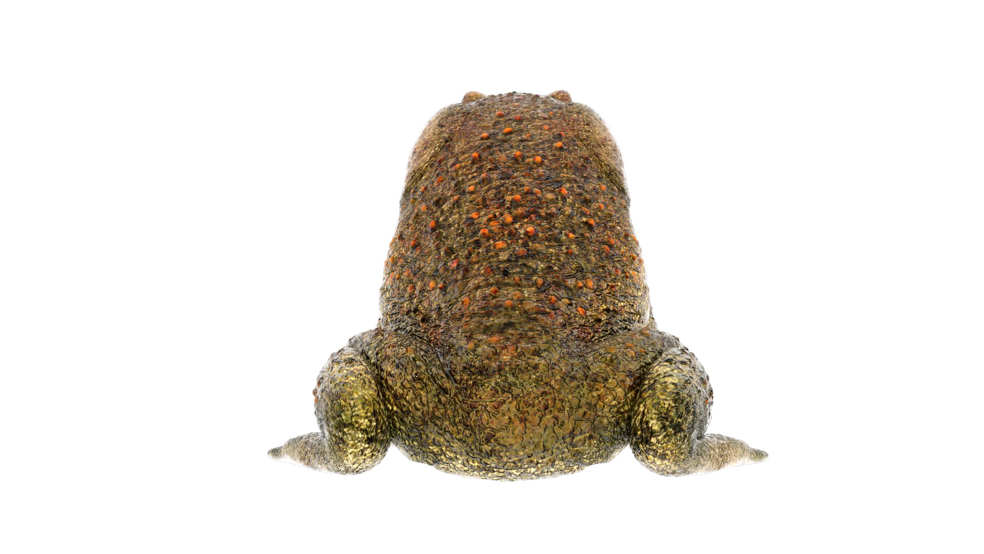 Toad 3D Model Model - TurboSquid 2066207