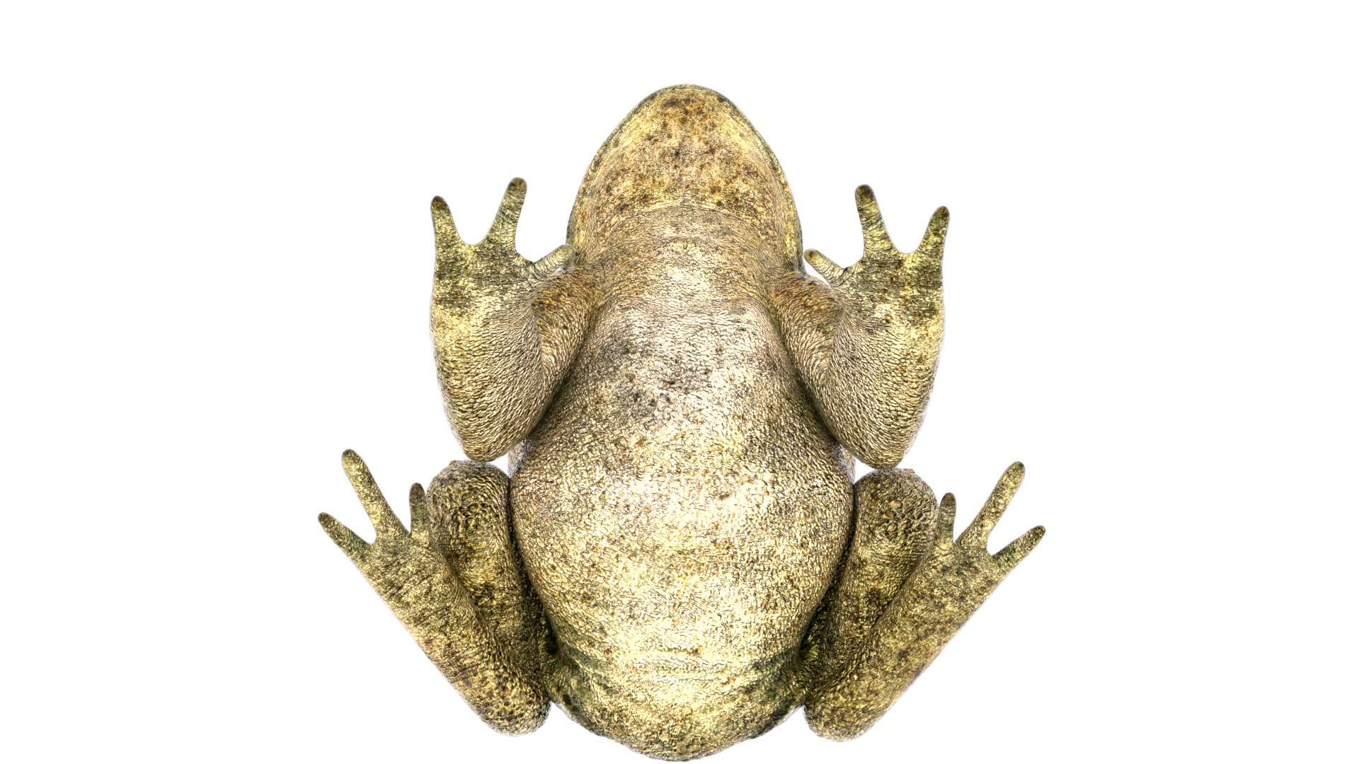 Toad 3D Model Model - TurboSquid 2066207