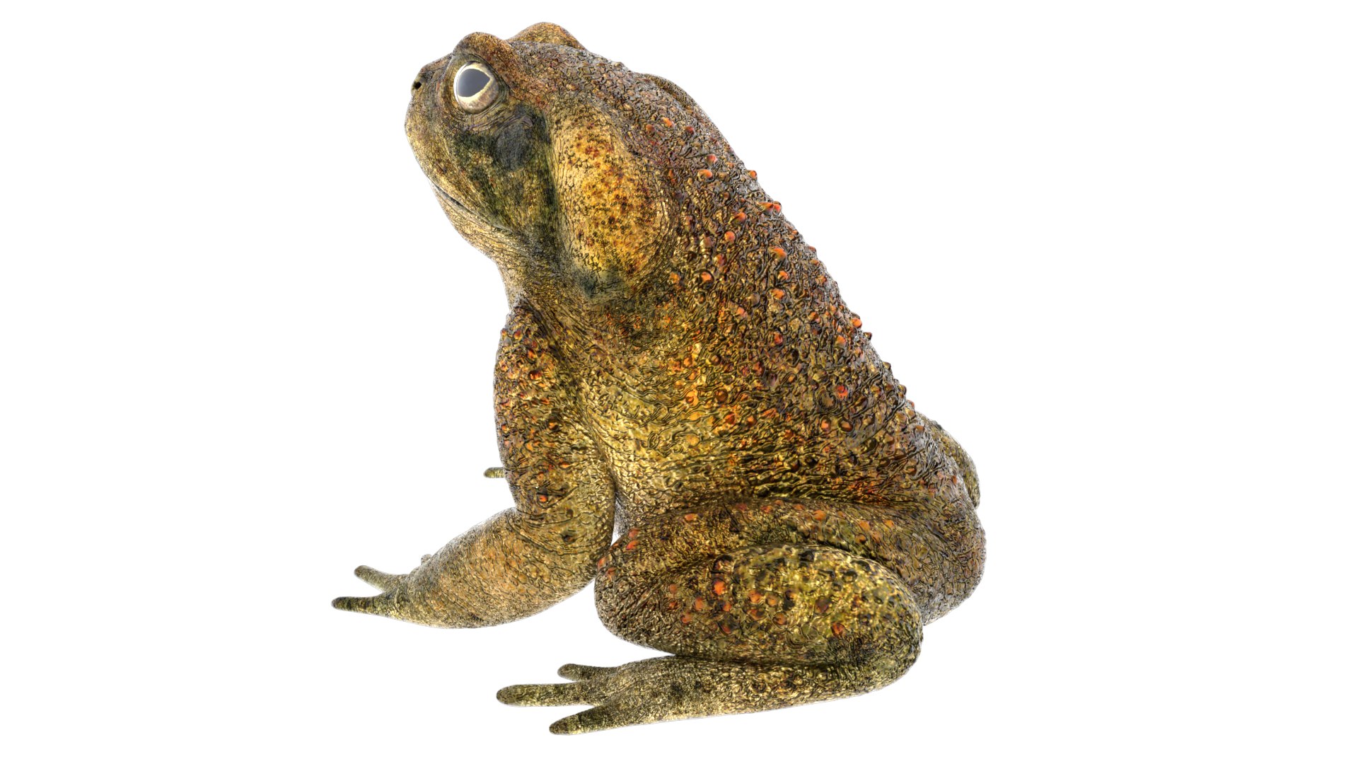 Toad 3D Model Model - TurboSquid 2066207