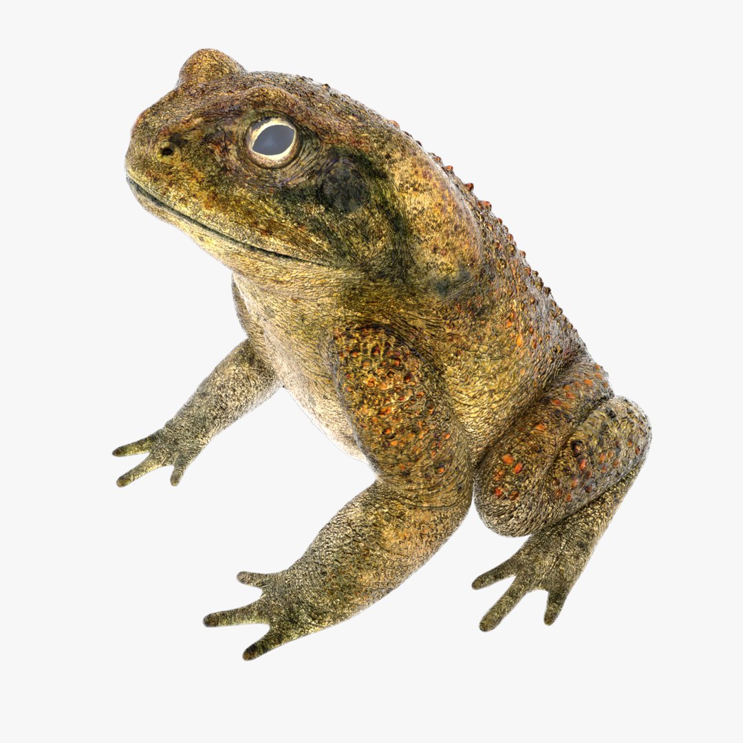 Toad 3D Model Model - TurboSquid 2066207