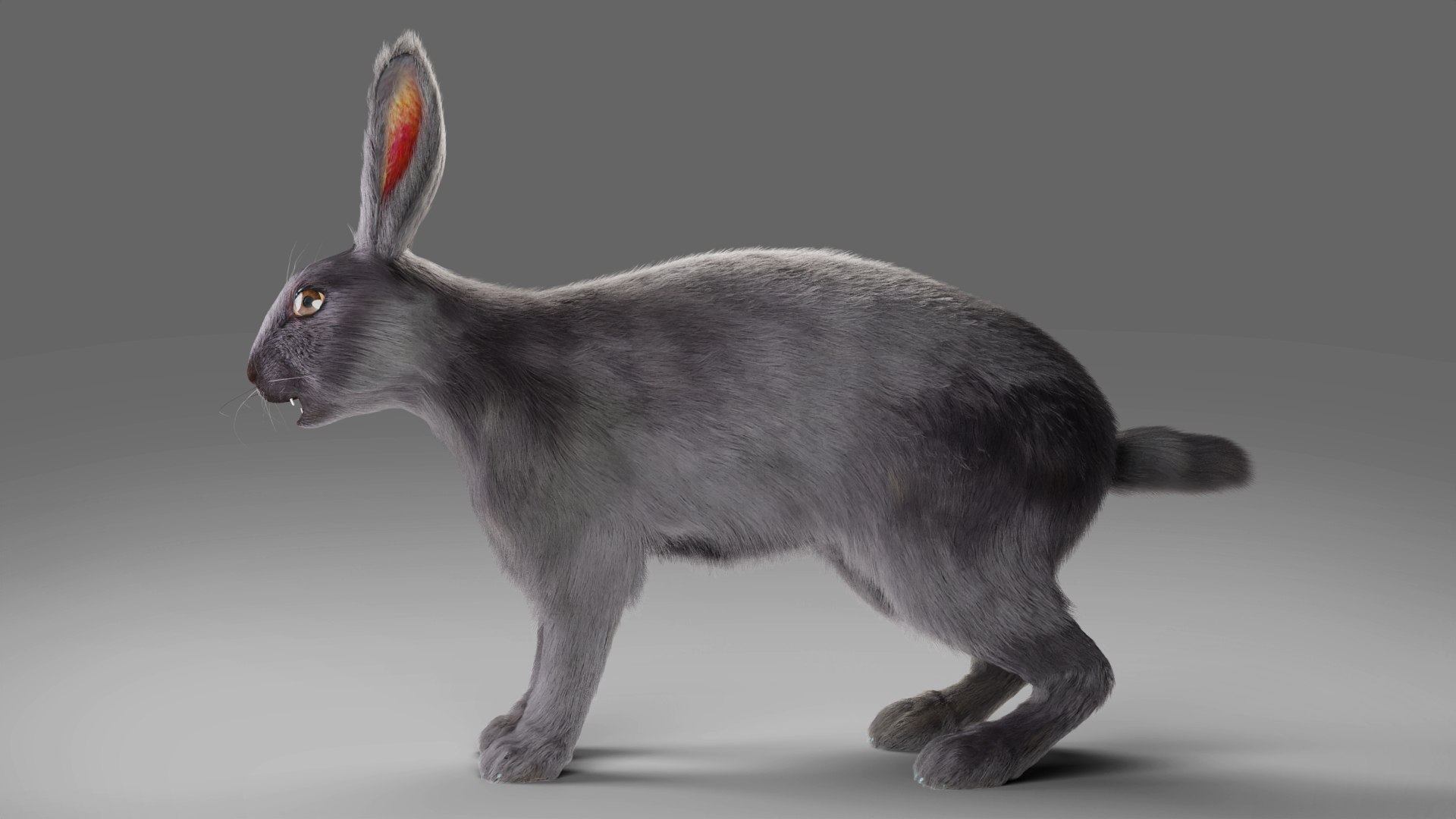 3D Fur Rabbit Gray V02 NO Rigged - TurboSquid 1927425
