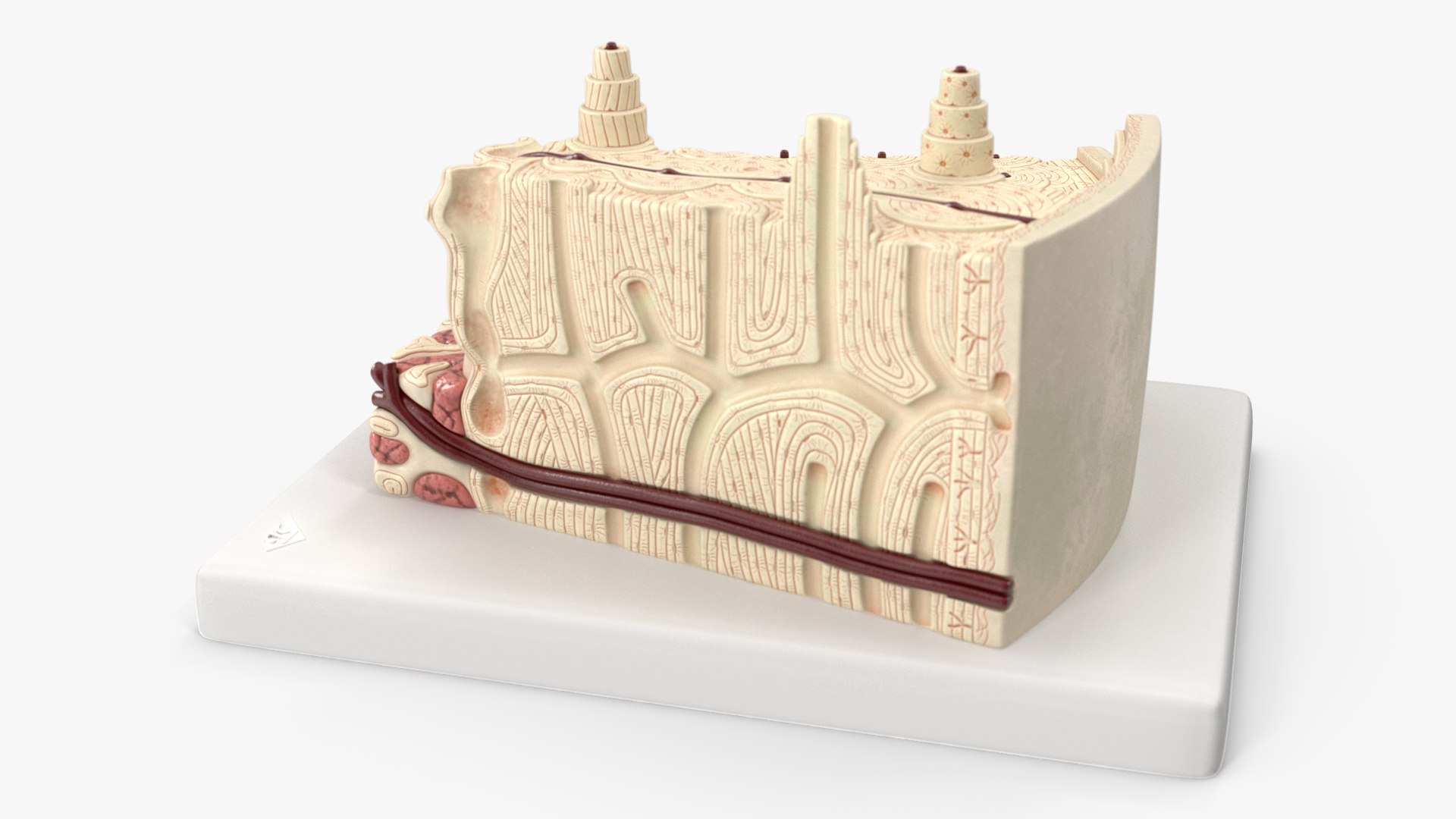 Realistic Human Bone Anatomy Cross Section 3D - TurboSquid 2368299