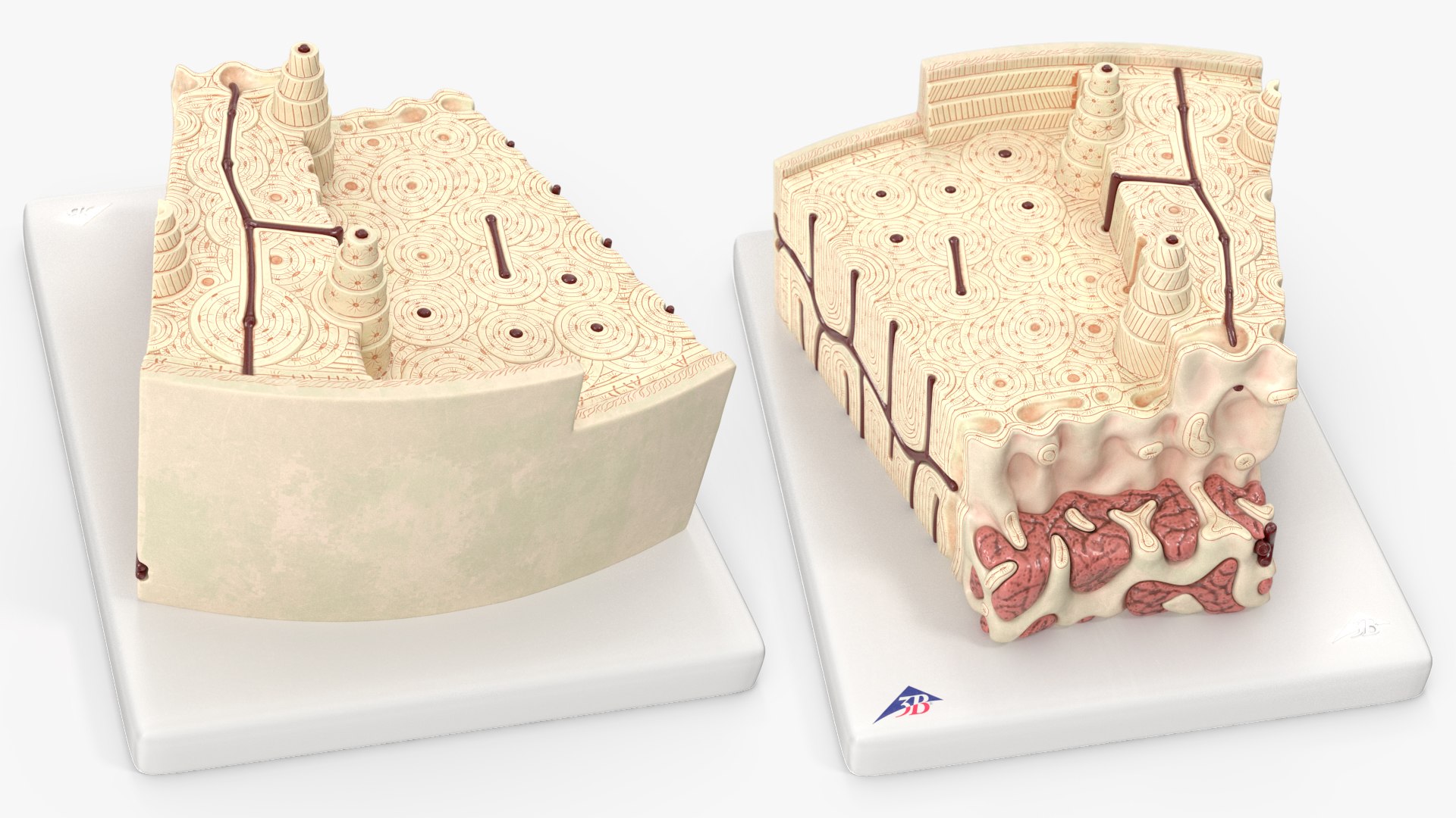 Realistic Human Bone Anatomy Cross Section 3D - TurboSquid 2368299