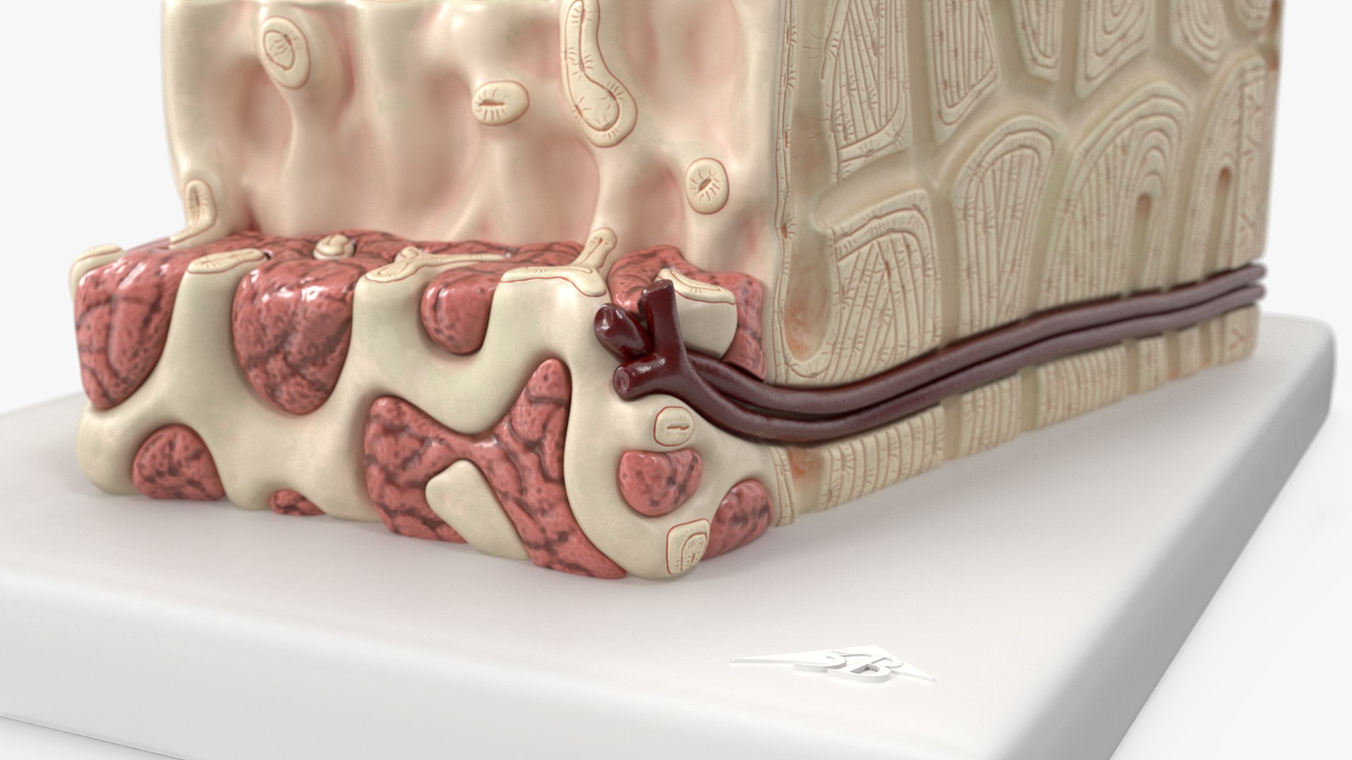 Realistic Human Bone Anatomy Cross Section 3D - TurboSquid 2368299