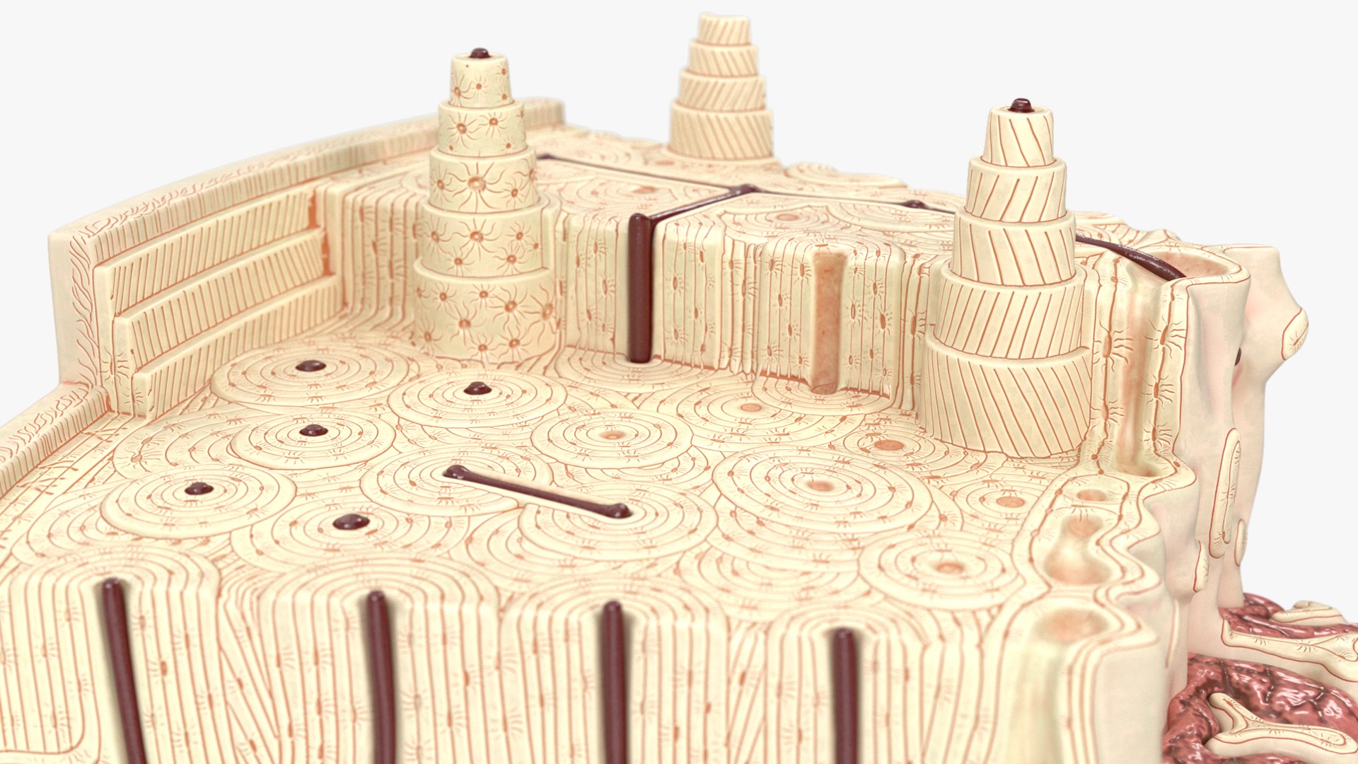 Realistic Human Bone Anatomy Cross Section 3D - TurboSquid 2368299