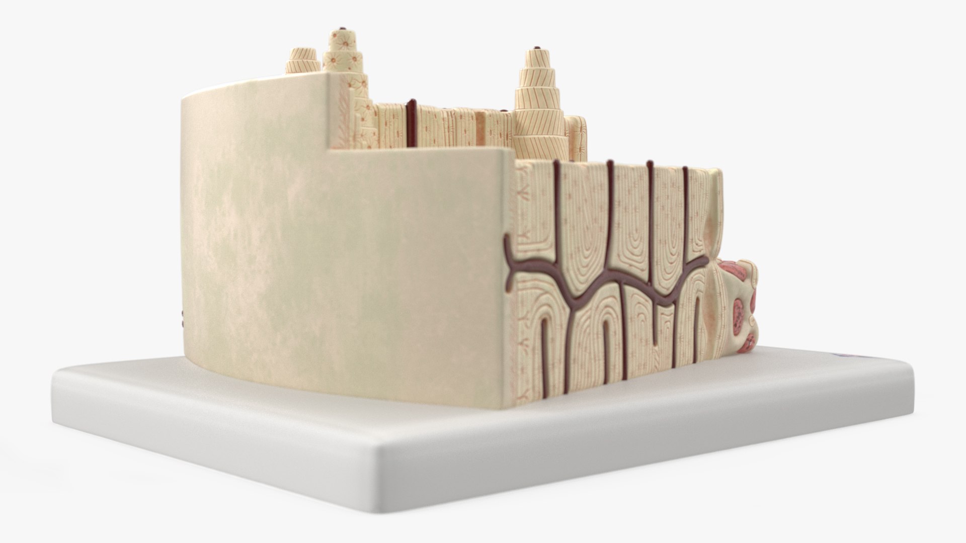 Realistic Human Bone Anatomy Cross Section 3D - TurboSquid 2368299