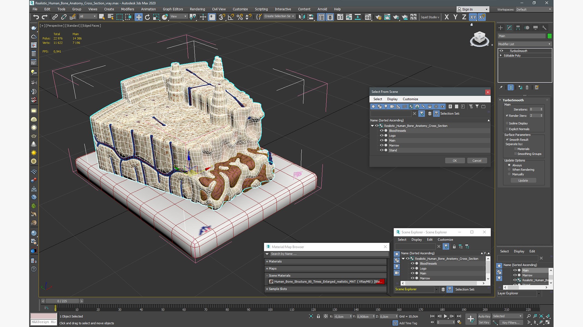 Realistic Human Bone Anatomy Cross Section 3D - TurboSquid 2368299