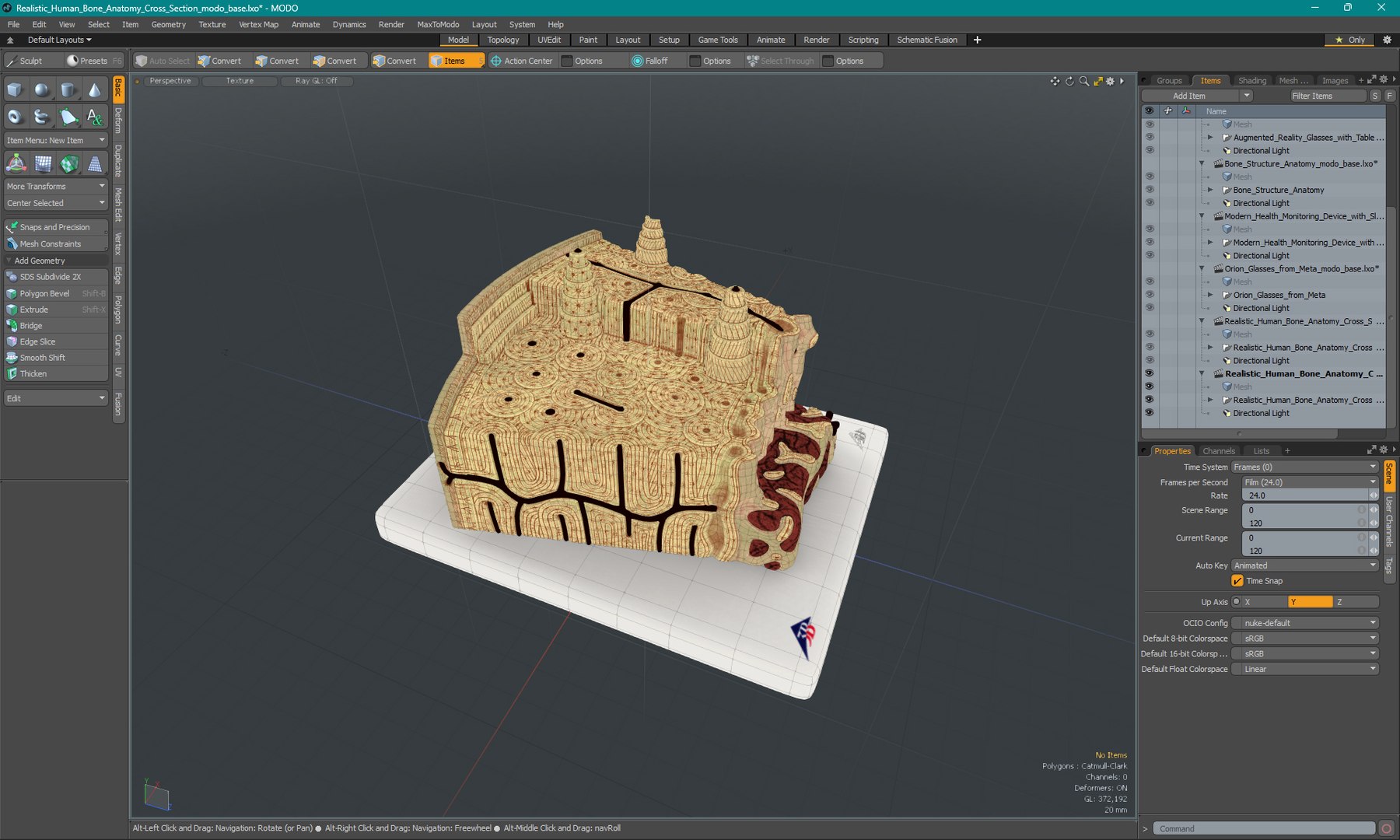 Realistic Human Bone Anatomy Cross Section 3D - TurboSquid 2368299