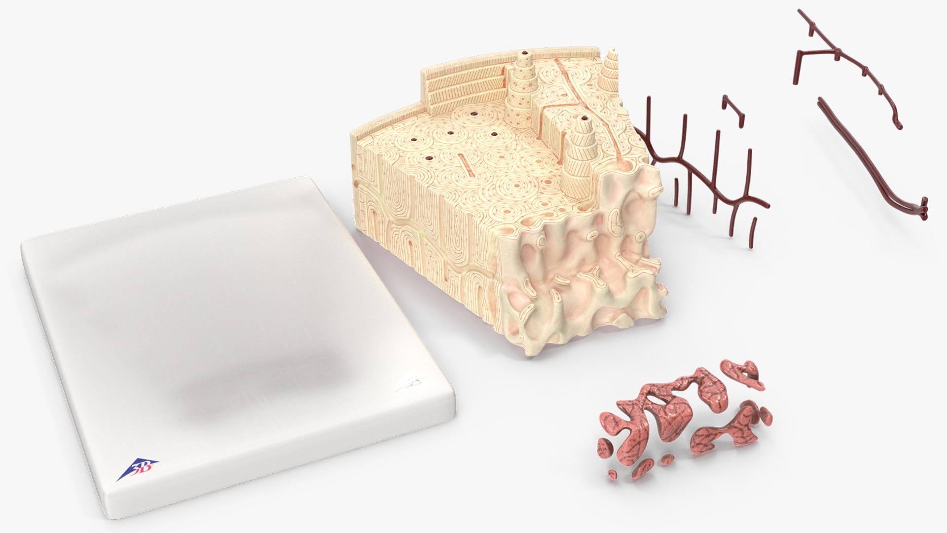 Realistic Human Bone Anatomy Cross Section 3D - TurboSquid 2368299