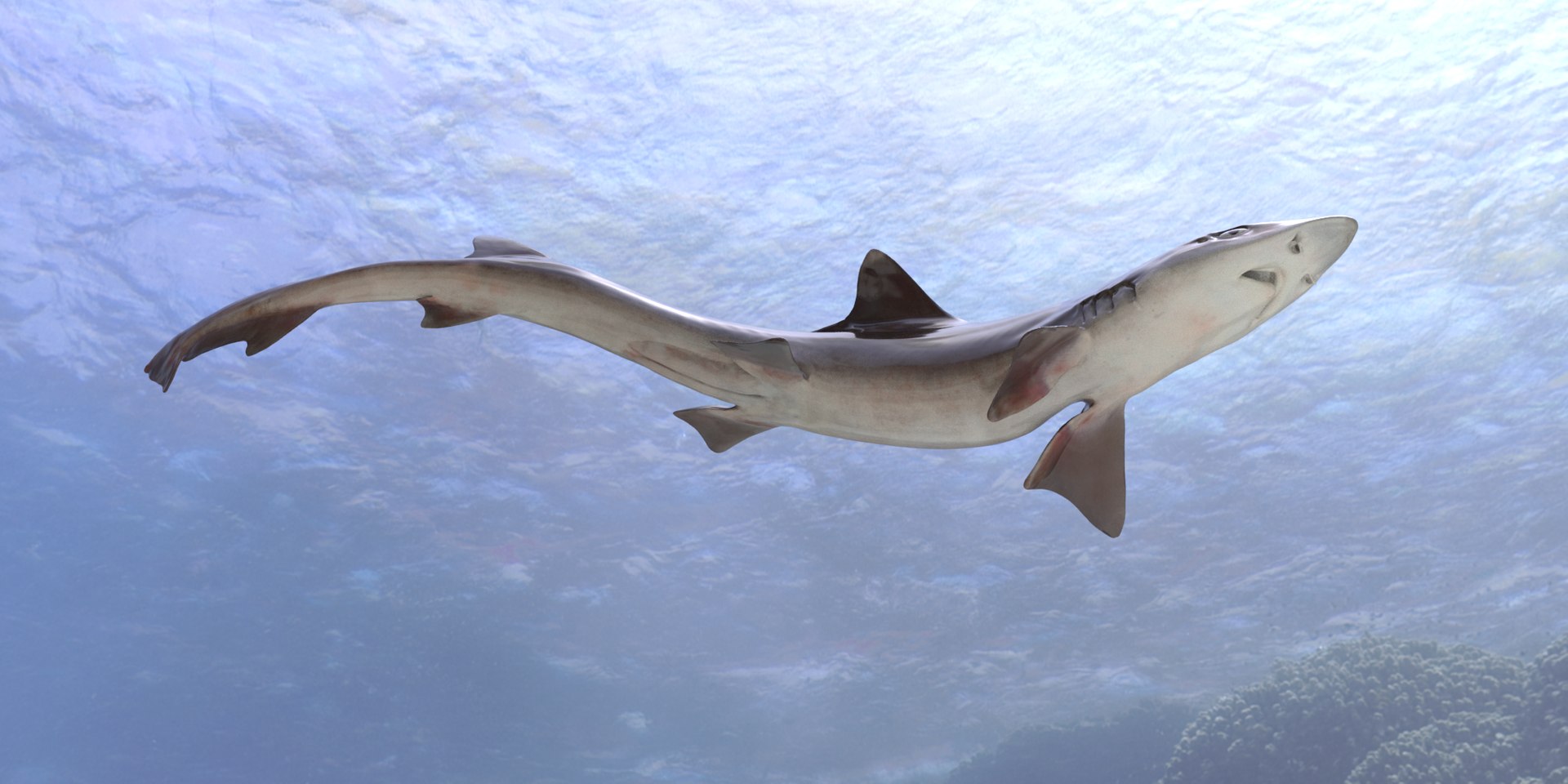 3D Dog Shark model - TurboSquid 1957877