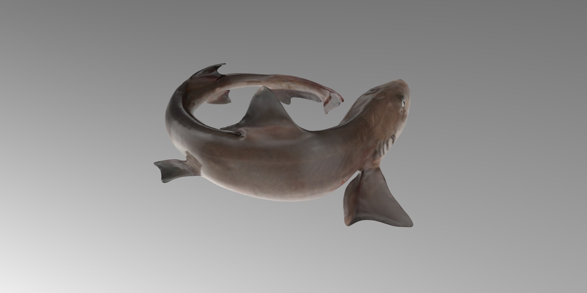 3D Dog Shark model - TurboSquid 1957877