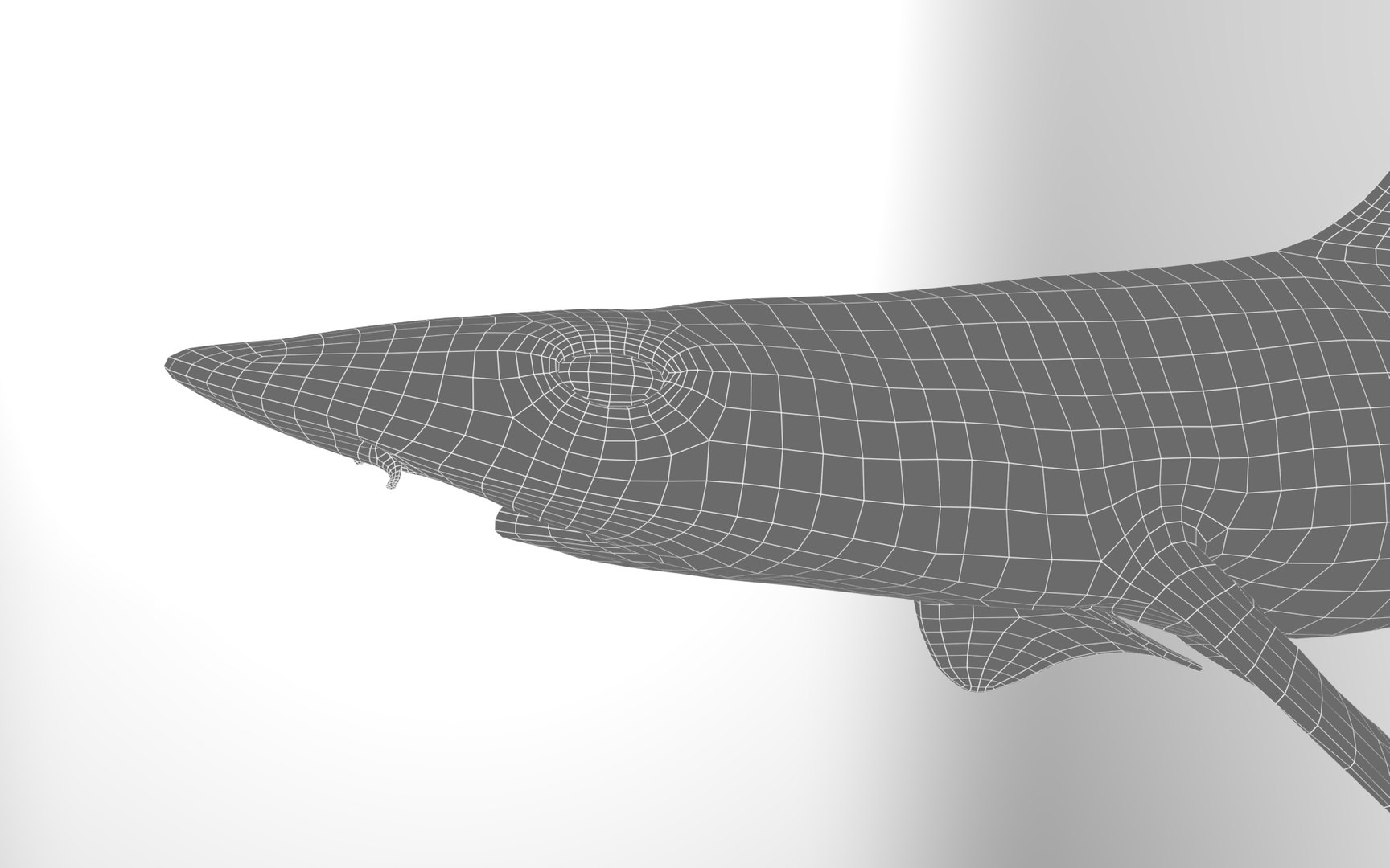 3D Dog Shark model - TurboSquid 1957877