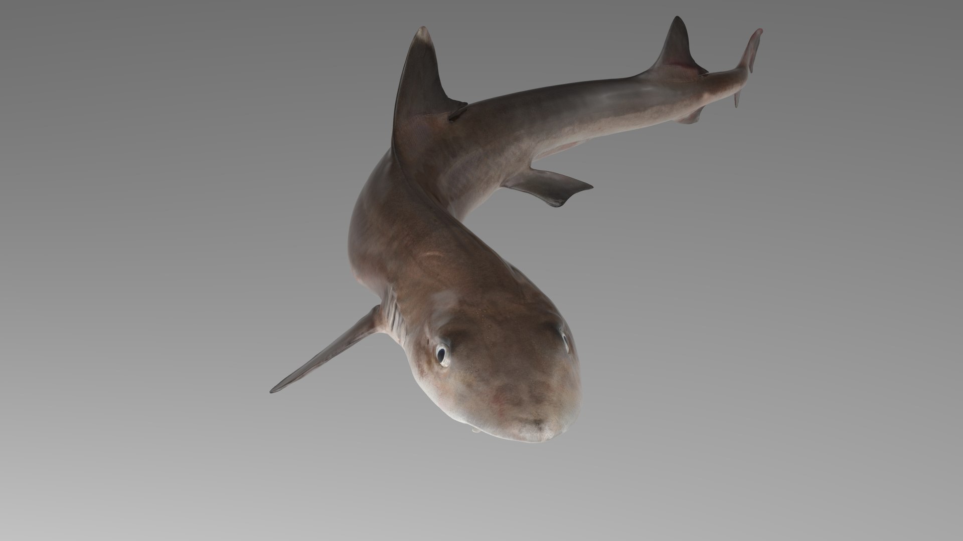 3D Dog Shark model - TurboSquid 1957877