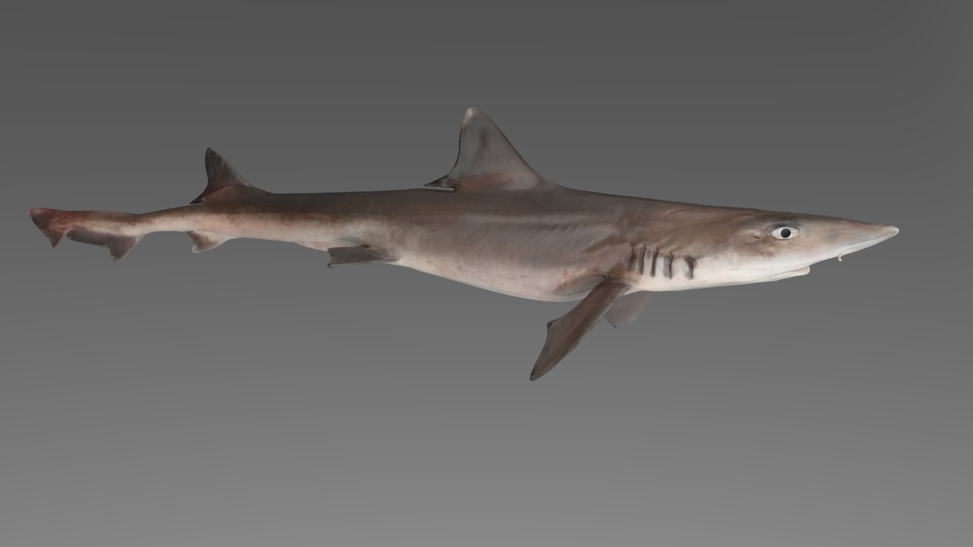 3D Dog Shark model - TurboSquid 1957877