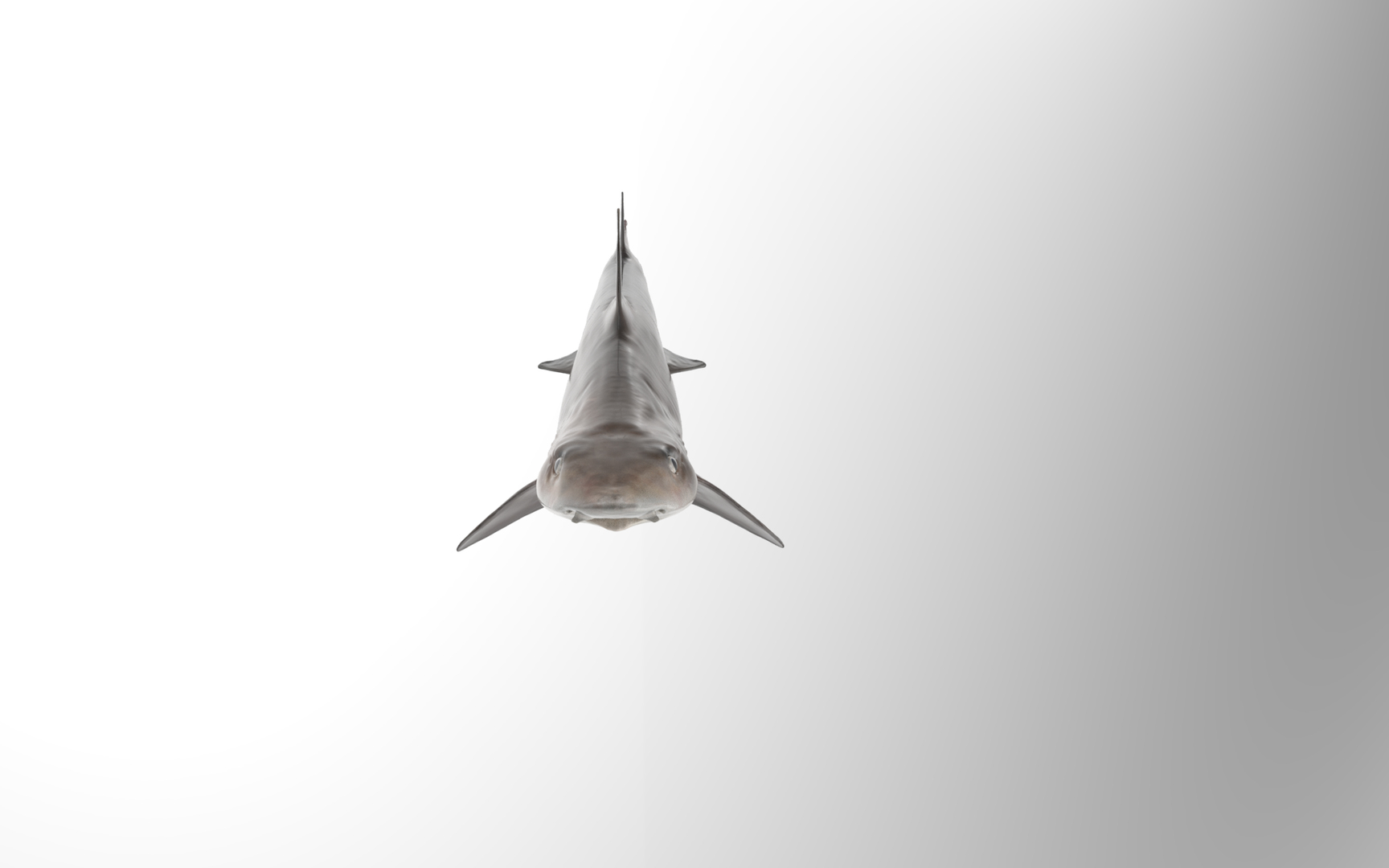 3D Dog Shark model - TurboSquid 1957877