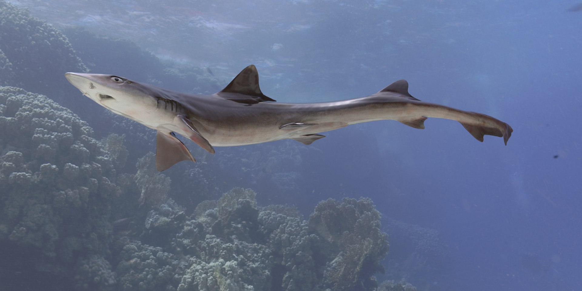 3D Dog Shark model - TurboSquid 1957877