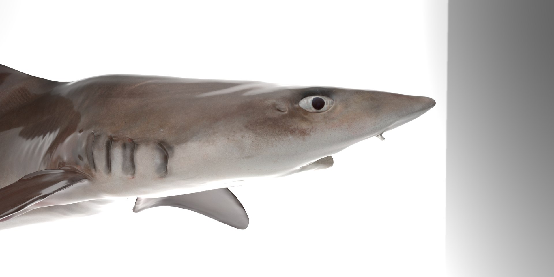 3D Dog Shark model - TurboSquid 1957877