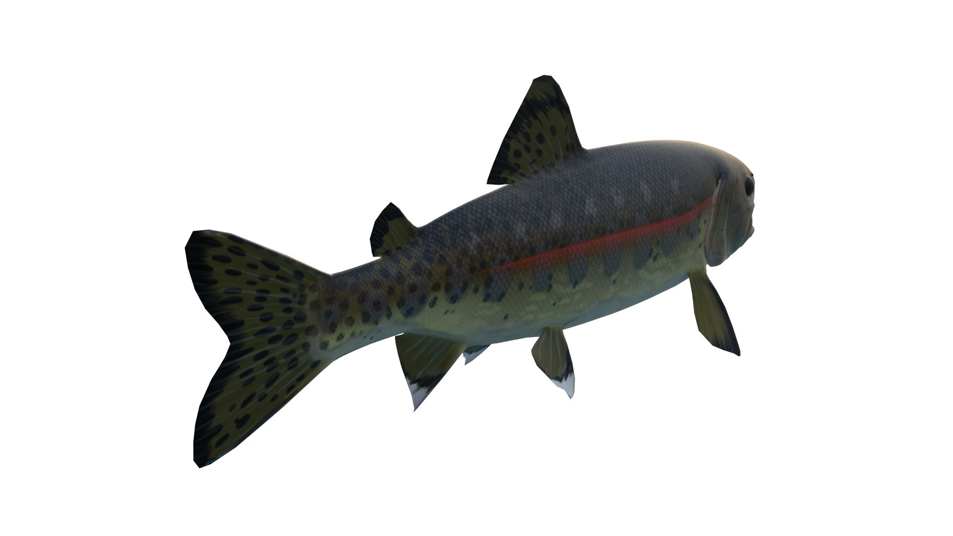 3D Trout Fish 3D Model - TurboSquid 2310707