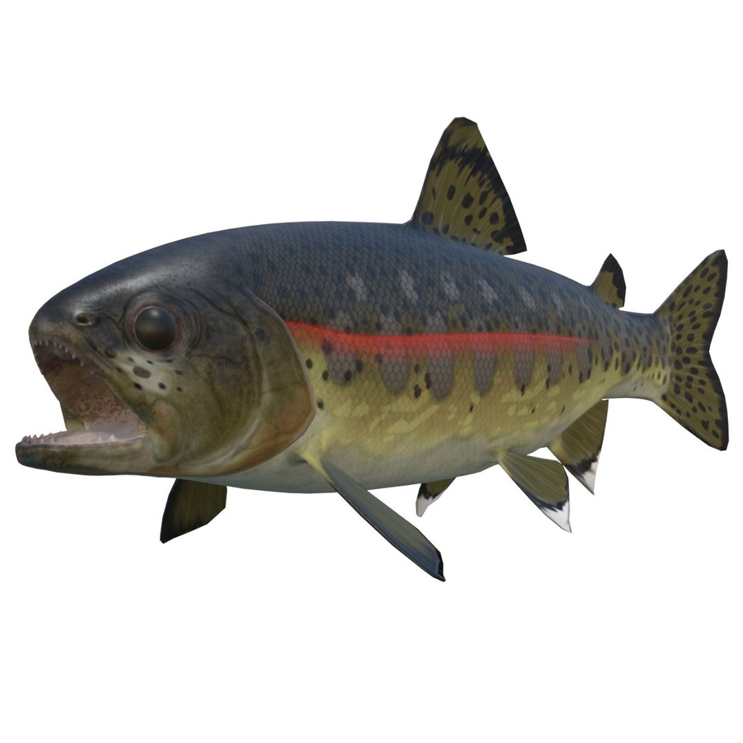 3D Trout Fish 3D Model - TurboSquid 2310707