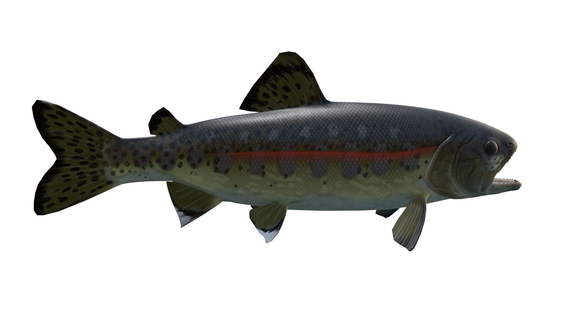 3D Trout Fish 3D Model - TurboSquid 2310707