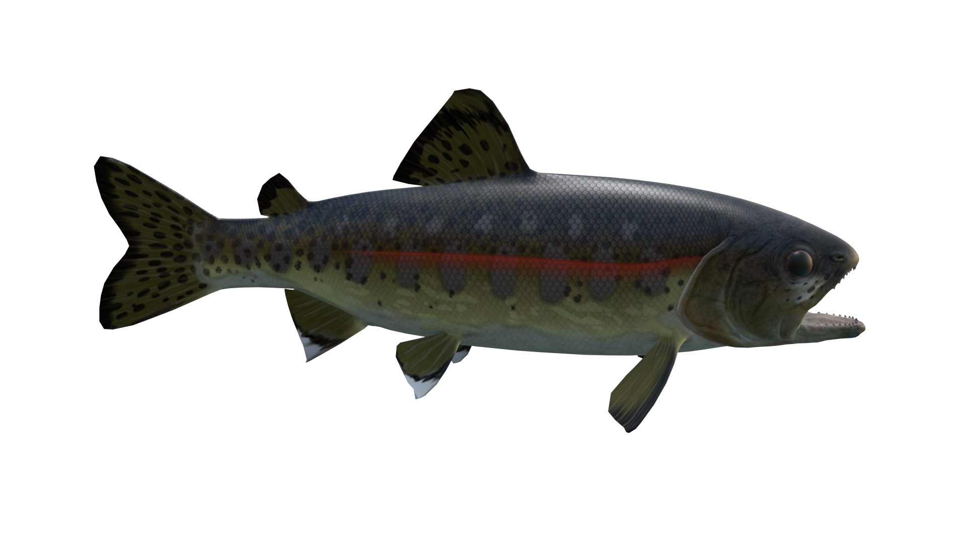 3D Trout Fish 3D Model - TurboSquid 2310707