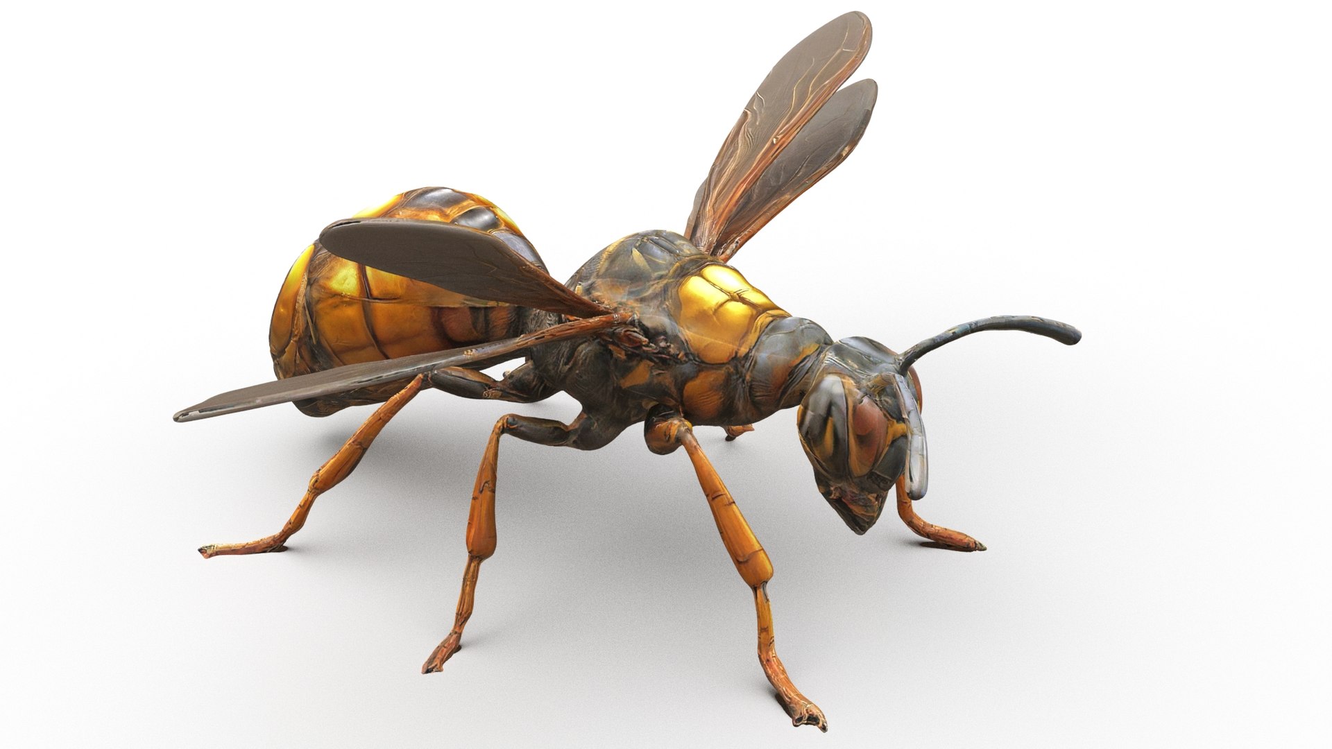 3D Insects Pack - TurboSquid 2318609