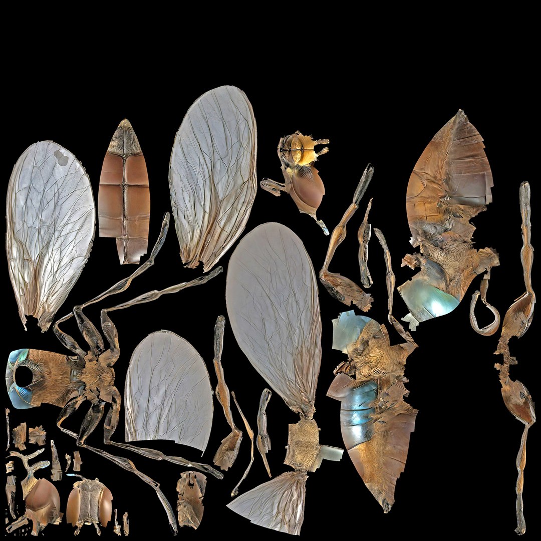 3D Insects Pack - TurboSquid 2318609