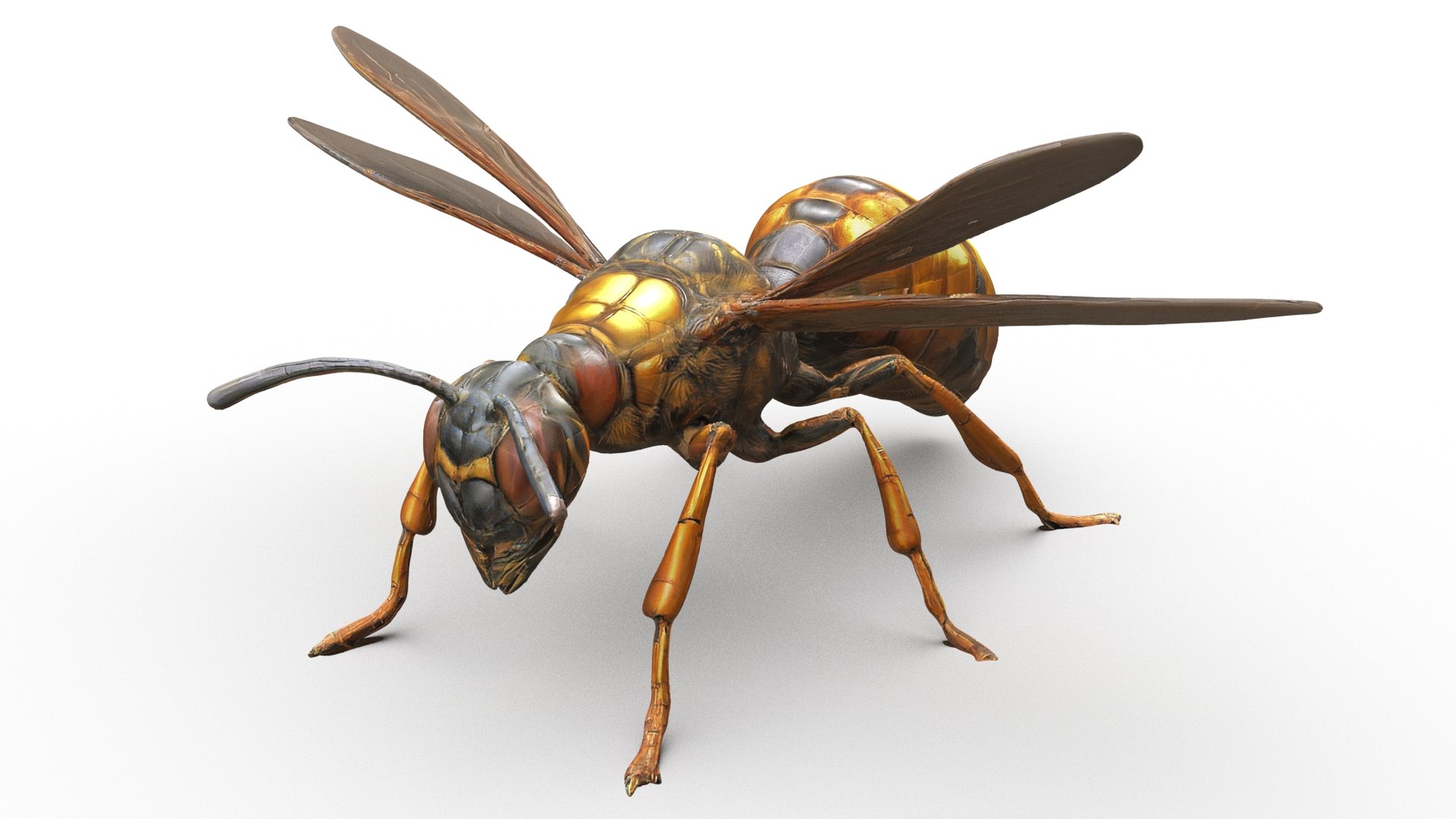 3D Insects Pack - TurboSquid 2318609