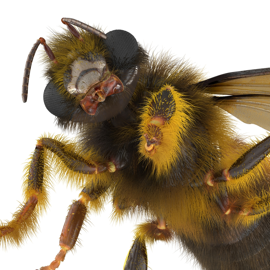 3d bee bumblebee