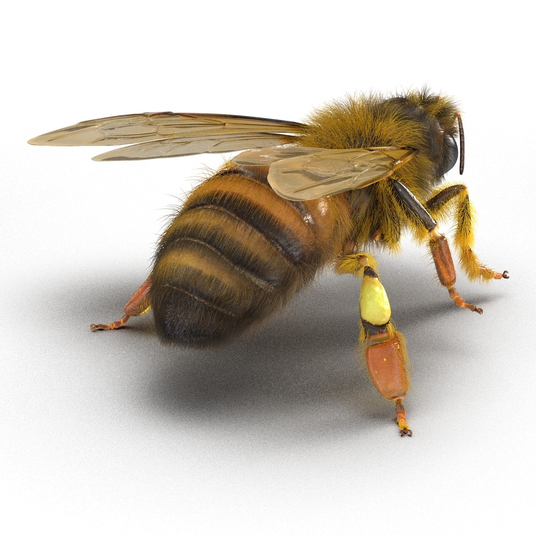 3d Bee Bumblebee