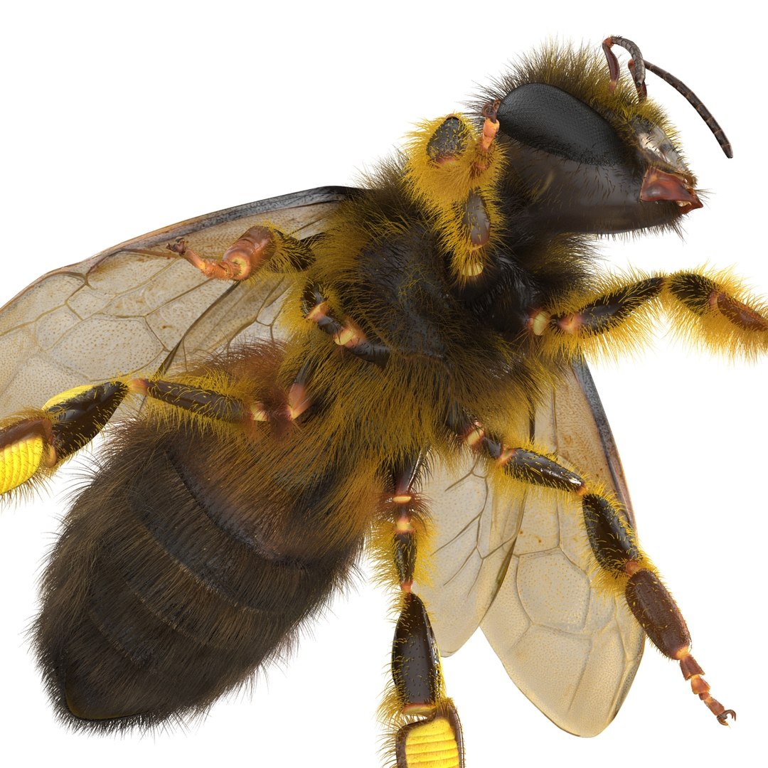 3d Bee Bumblebee