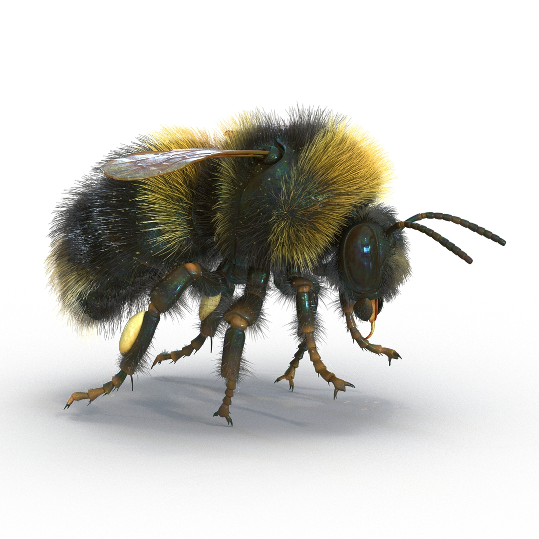 3d Bee Bumblebee