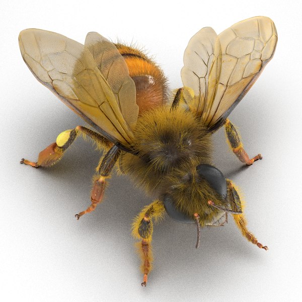 3d bee bumblebee