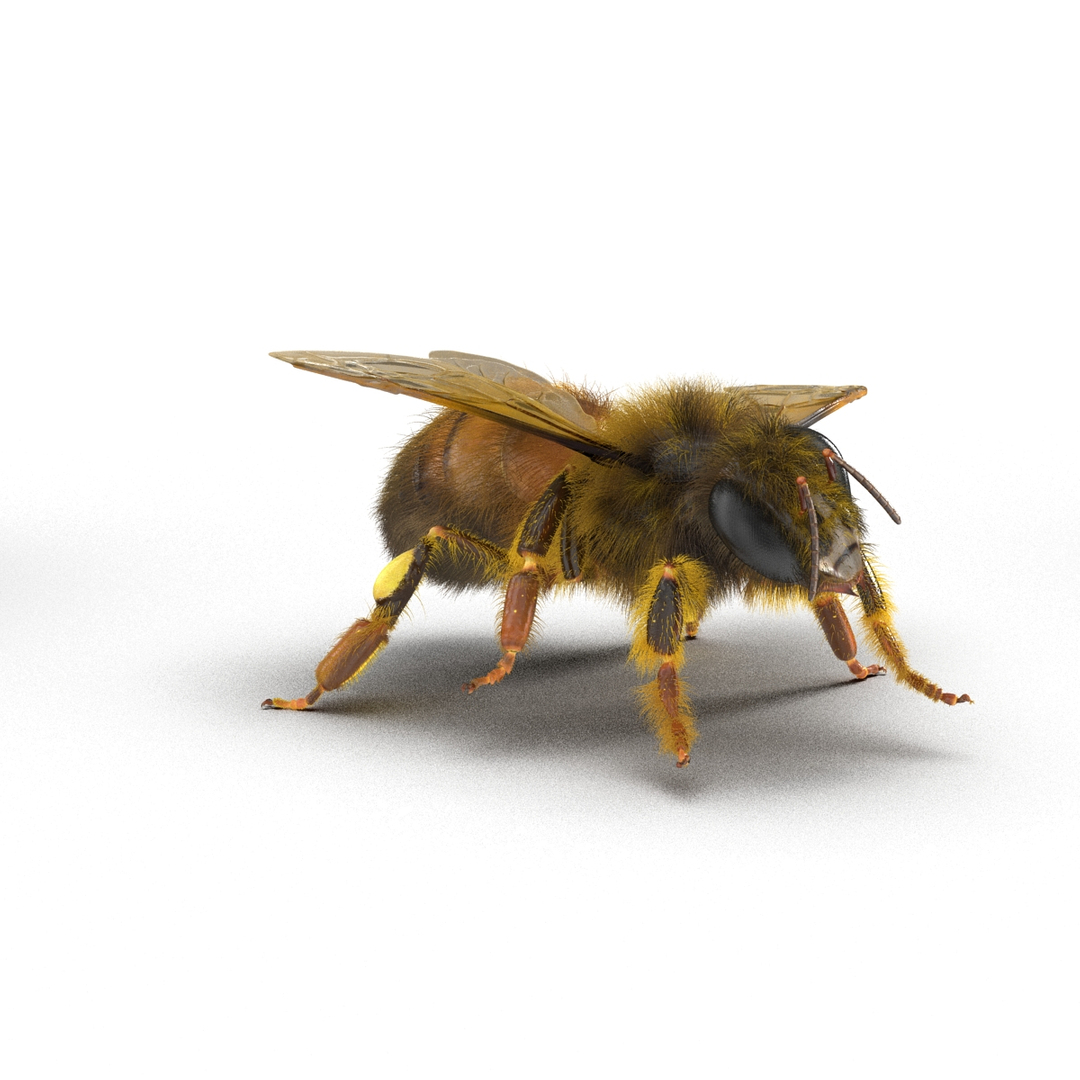 3d Bee Bumblebee