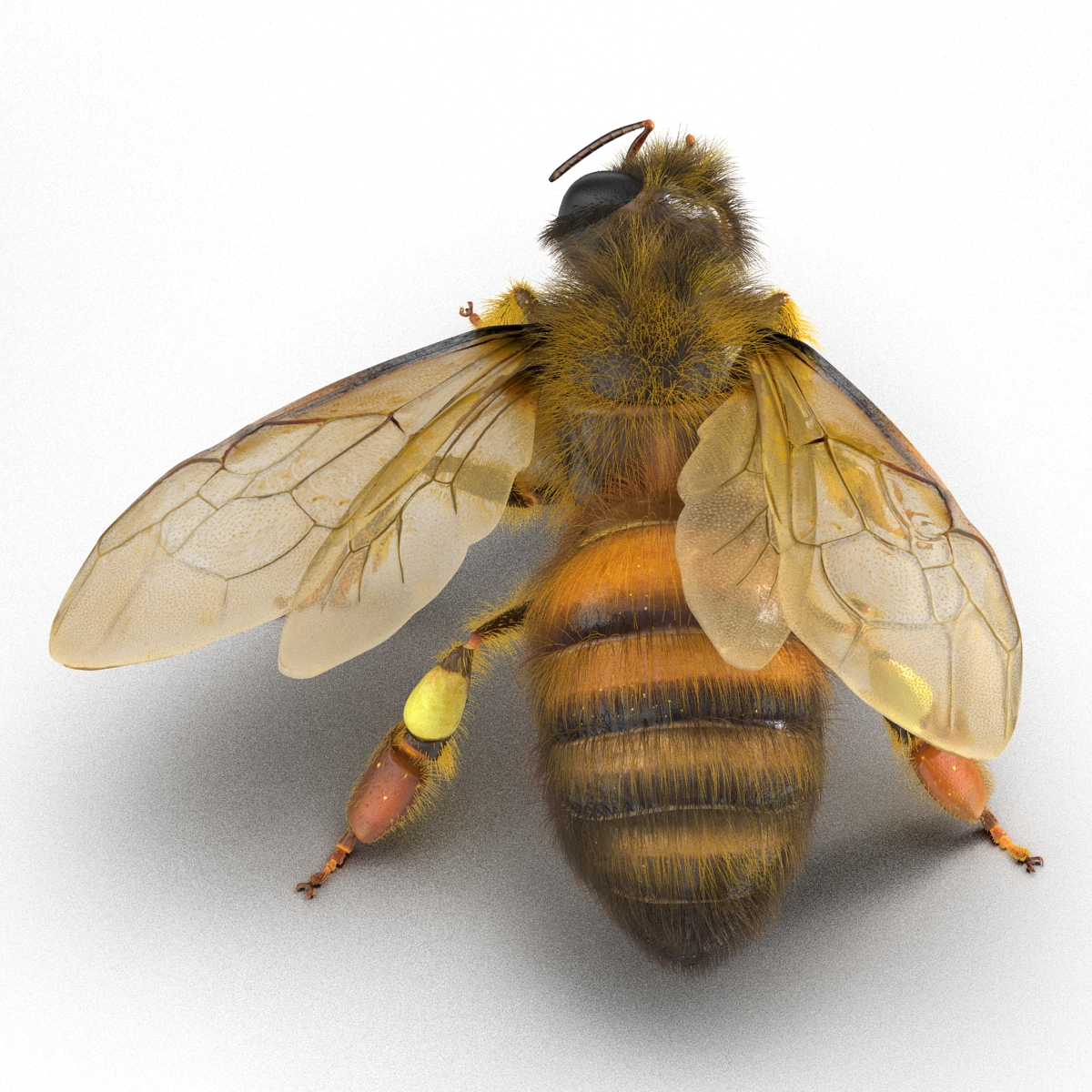 3d bee bumblebee