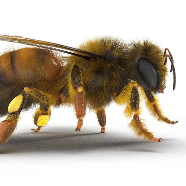 3d bee bumblebee
